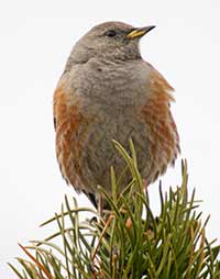 Norfolk Nature: Simon Harrap's tours for Birdquest
