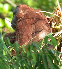 Norfolk Nature: Simon Harrap's tours for Birdquest