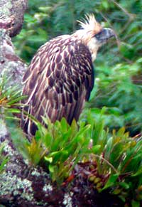 Norfolk Nature: Simon Harrap's tours for Birdquest